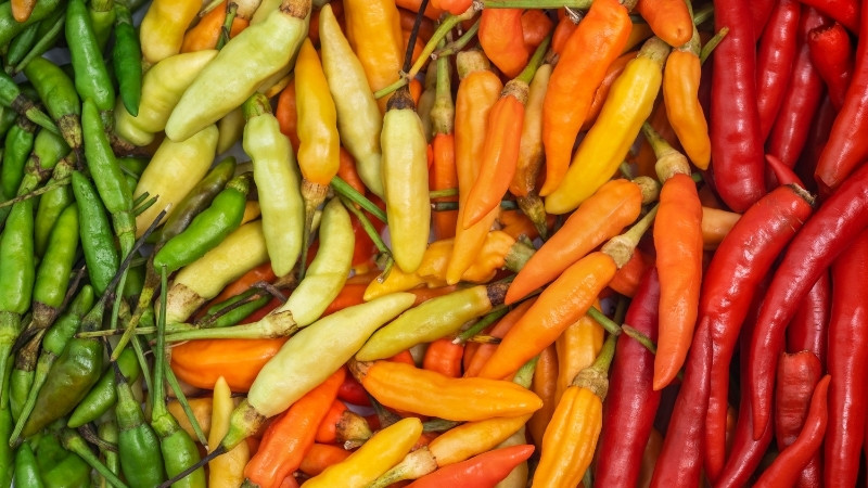 Giá ớt hôm nay 11/10/2024: Tăng 1.000 đồng/kg so với hôm qua