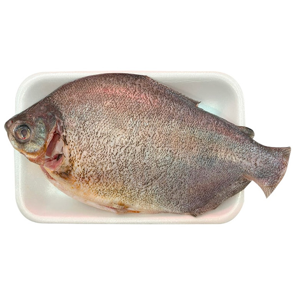 Cách kho cá chim ngon cho bữa cơm thêm đậm đà