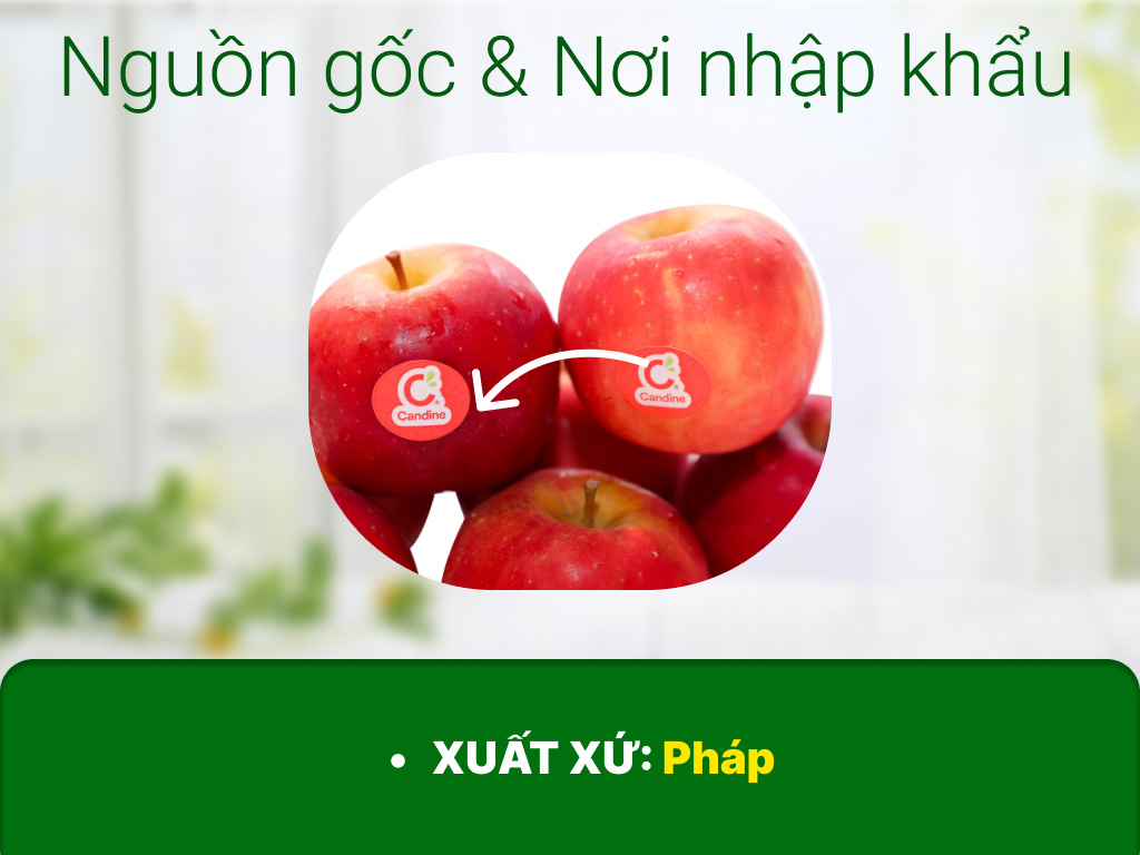 Táo Candine mini trái từ 80g-120g tươi ngon | Bách hoá XANH