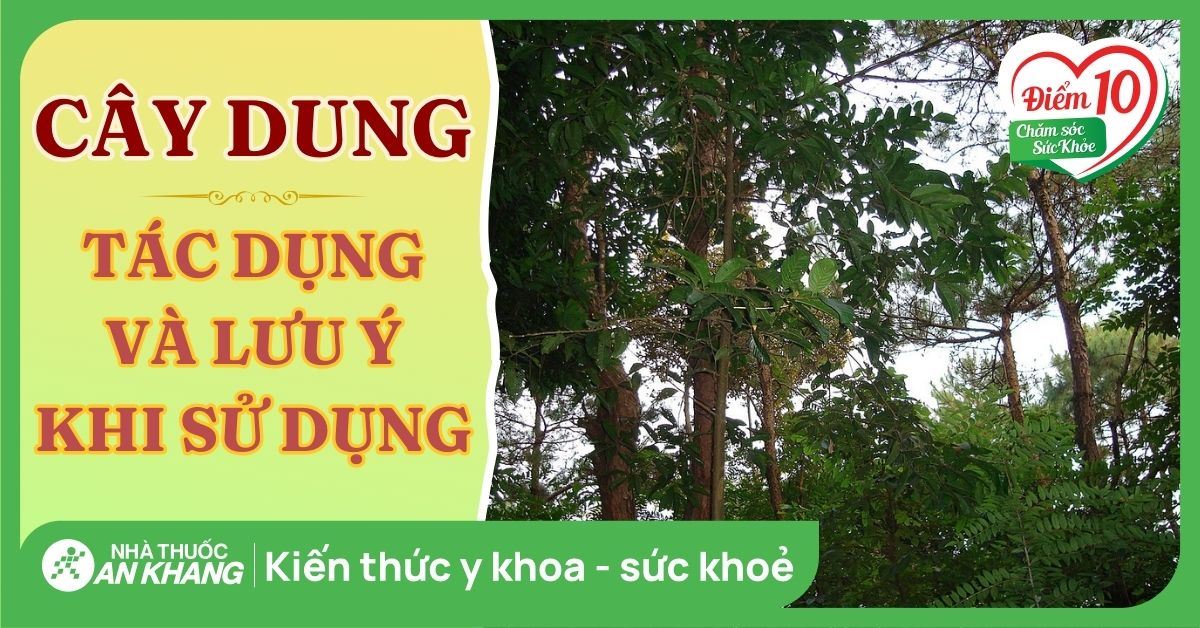 Cây dung: Tác dụng và lưu ý khi sử dụng cây dung