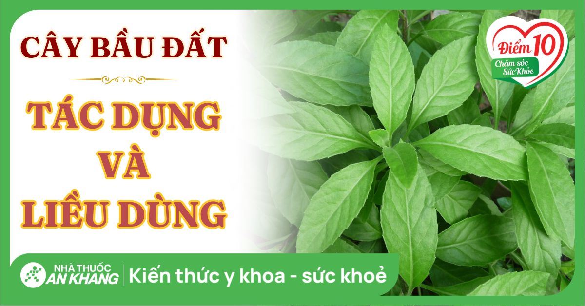 Cây bầu đất có tác dụng gì? Công dụng và liều dùng bầu đất