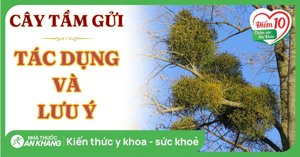 Cây tầm gửi có tác dụng gì? 7 công dụng và lưu ý khi sử dụng