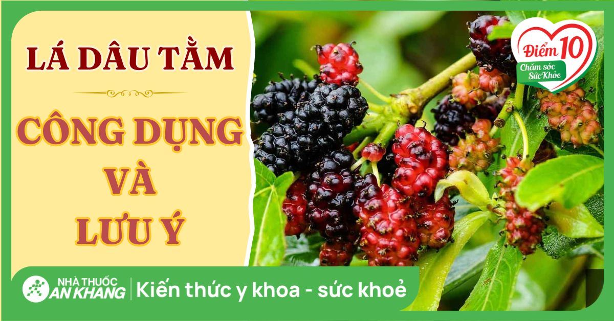 Lá dâu tằm có tác dụng gì? 13 công dụng và lưu ý khi sử dụng