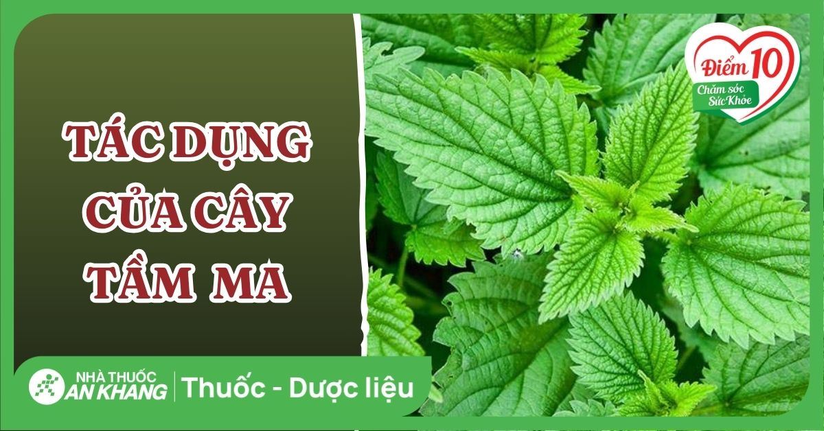 Cây tầm ma có tác dụng gì? 10 tác dụng, bài thuốc chữa bệnh và lưu ý