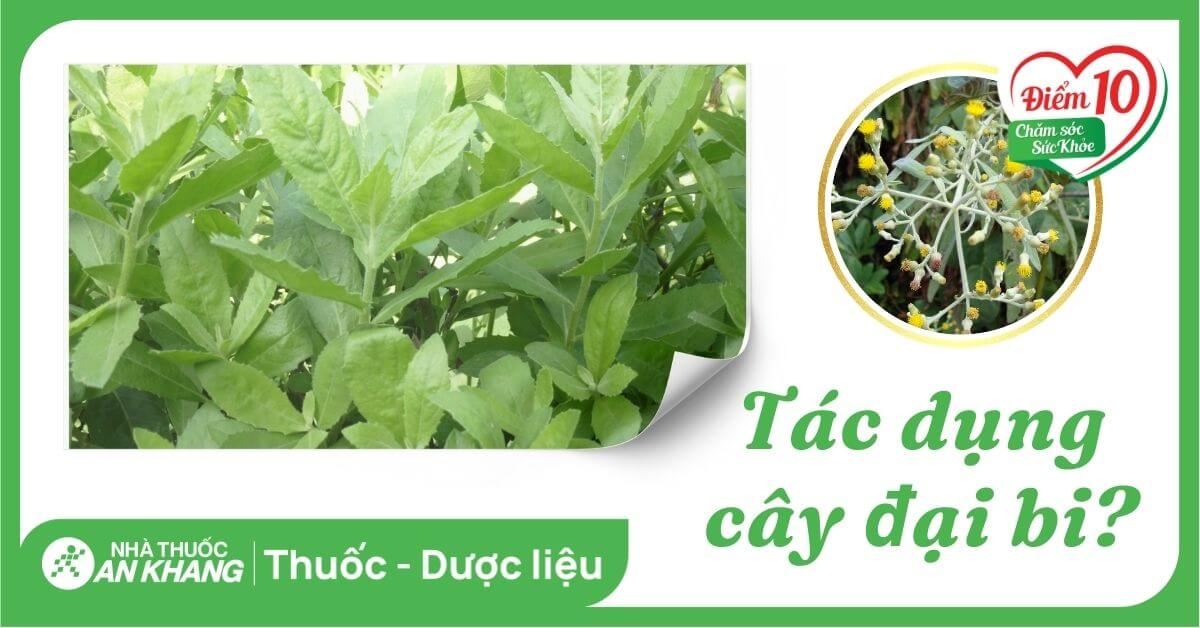 Cây đại bi có tác dụng gì? 11 bài thuốc và một số lưu ý