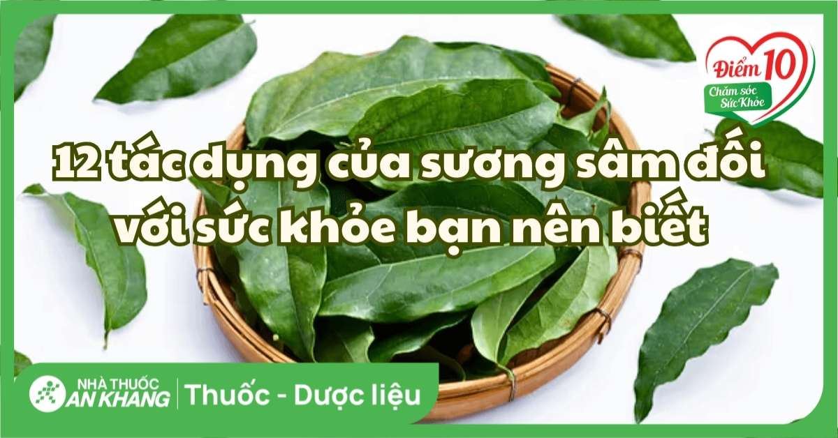 12 tác dụng của sương sâm đối với sức khỏe bạn nên biết