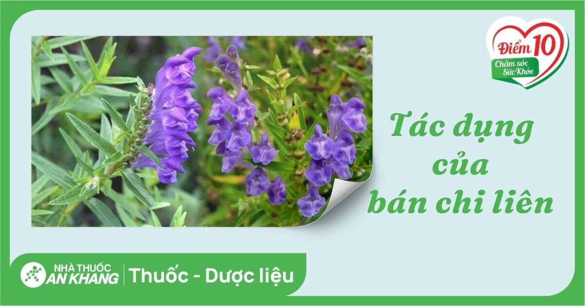 Bán chi liên có tác dụng gì? Công dụng và liều dùng bán chi liên