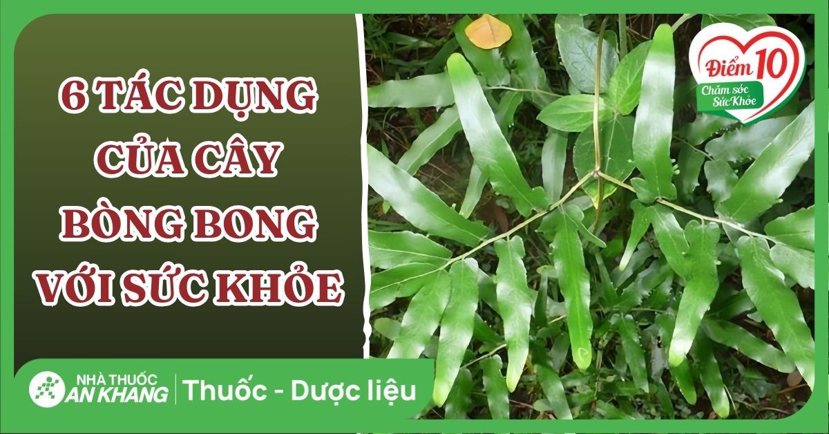 6 tác dụng của cây bòng bong với sức khỏe bạn nên biết