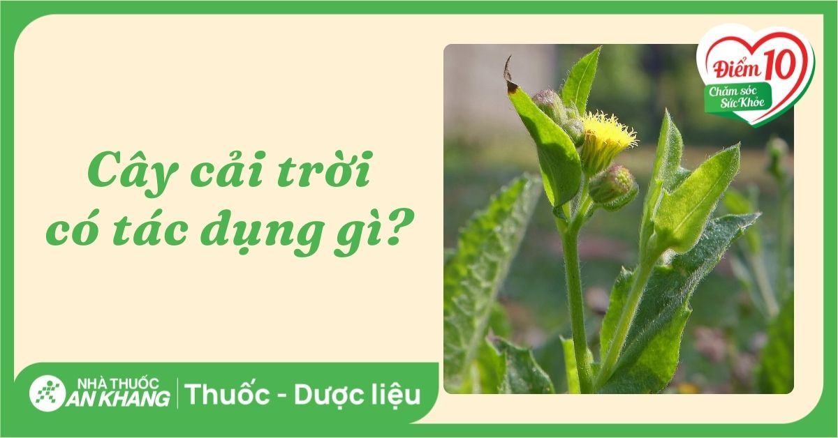 Cây cải trời có tác dụng gì? 7 bài thuốc và lưu ý khi dùng