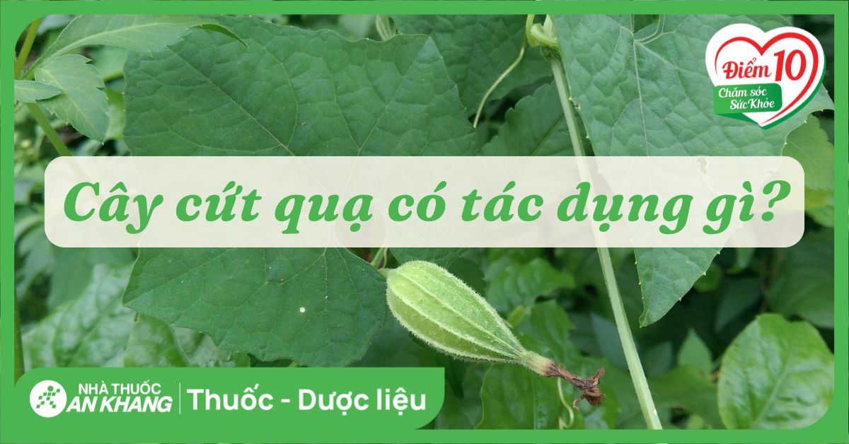 Cây cứt quạ: Tác dụng, cách dùng và bài thuốc trị bệnh