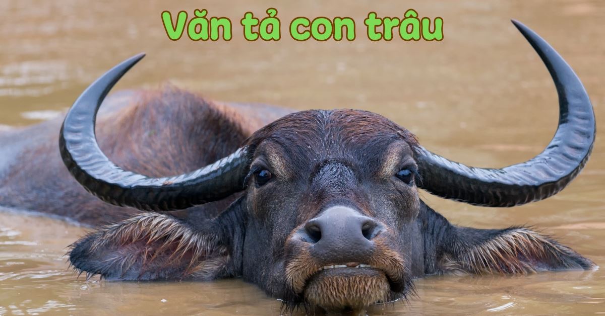 25+ bài văn tả con trâu lớp 4 hay (điểm cao), ngắn gọn, giàu cảm xúc