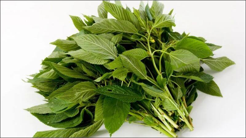 Rau đay có tác dụng gì? 17 tác dụng của rau đay và một số lưu ý