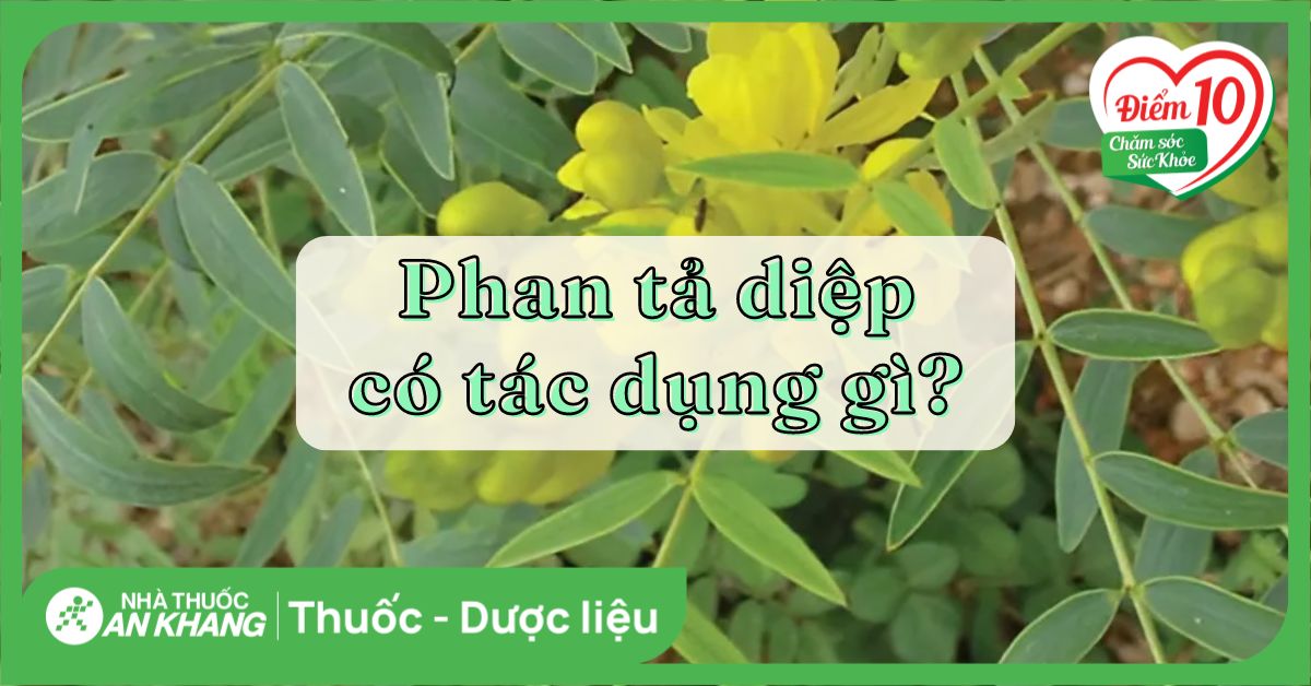 Phan tả diệp có tác dụng gì? 8 bài thuốc chữa bệnh từ cây phan tả diệp