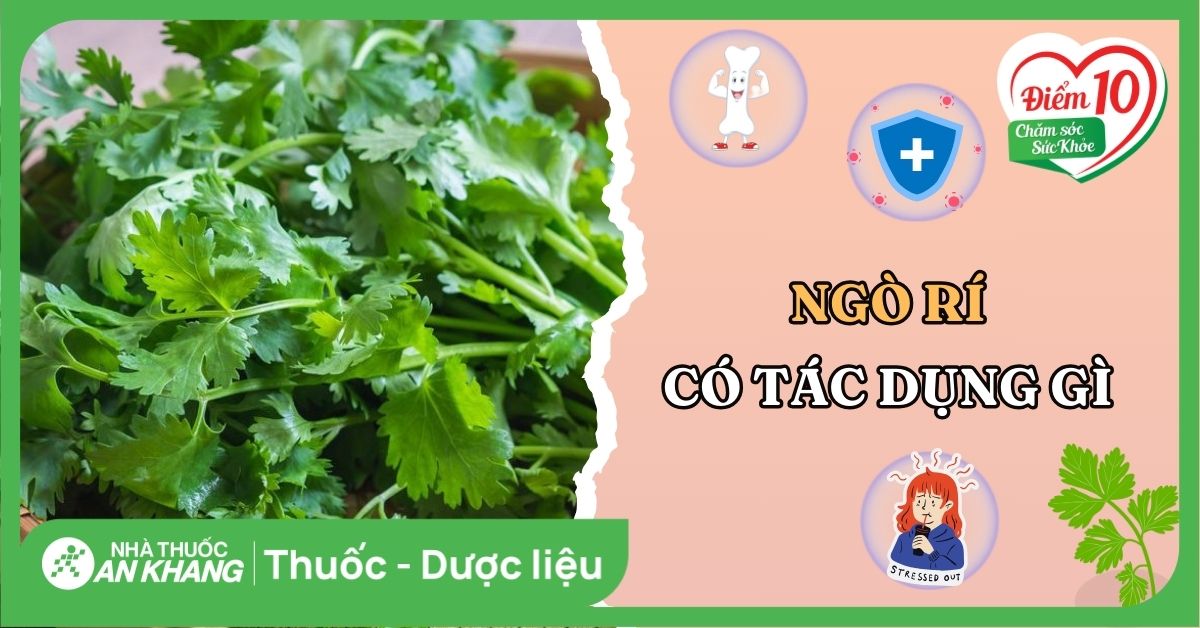 Ngò rí có tác dụng gì? 20 công dụng, cách sử dụng tốt cho sức khỏe